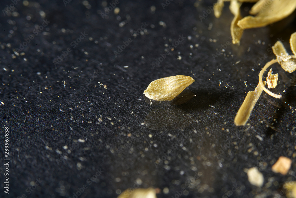 Foto Oregano is a minor spice in German cuisine, but it is a very ...
