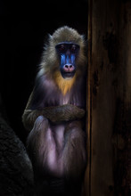 Monkey Mandrill Free Stock Photo - Public Domain Pictures