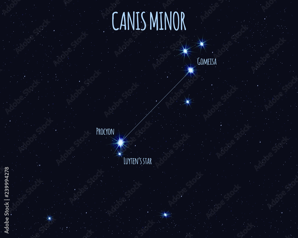 Canis Minor (The Lesser Dog) constellation, vector illustration with ...