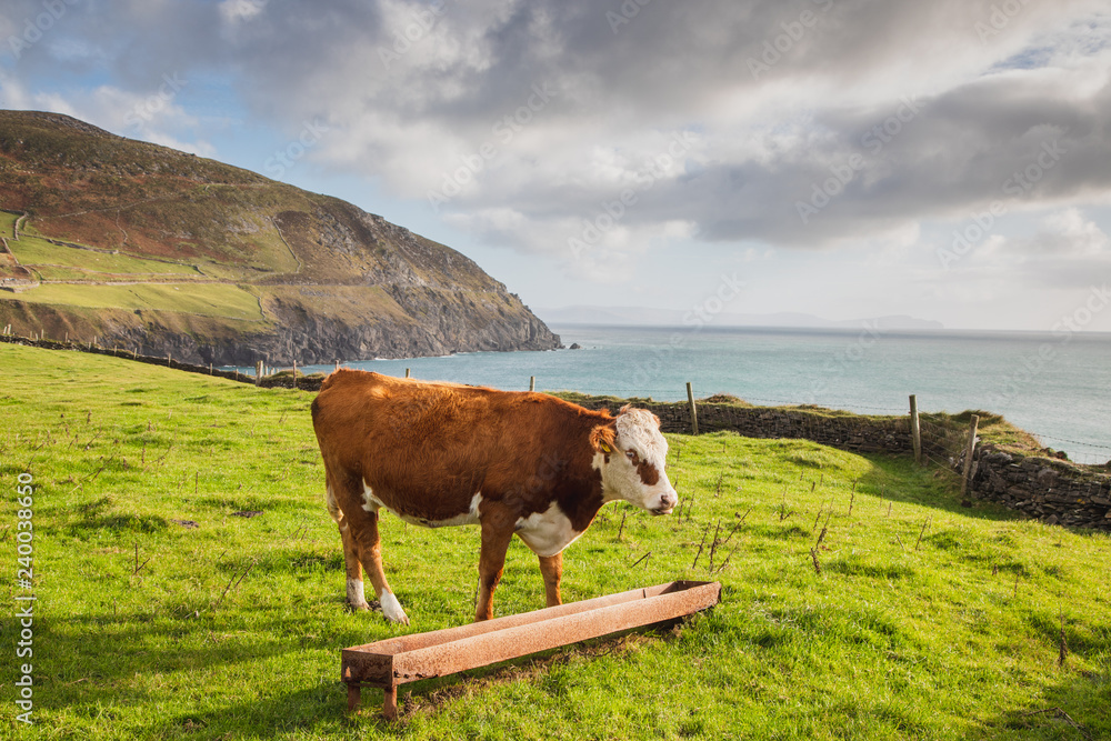 Funny irish cow with the atlantic ocean on the background Stock Photo ...