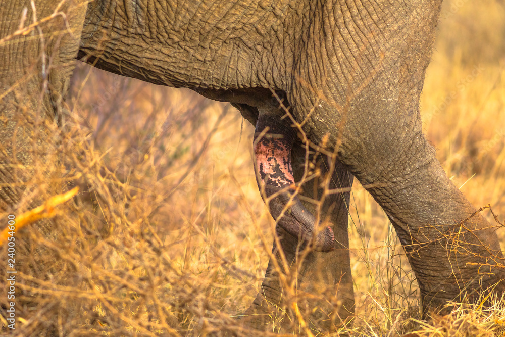 Closeup Of Male Elephant S Penis Loxodonta Africana While Showing Her