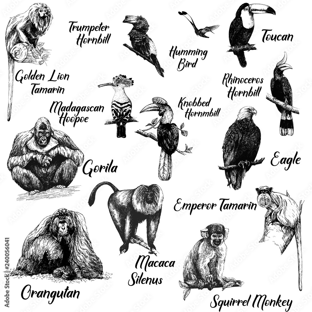 Big set of hand drawn sketch style primates and exotic birds isolated ...