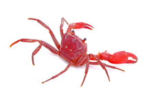Red Crab Free Stock Photo - Public Domain Pictures