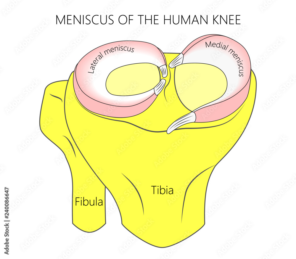 Vector illustration. Anatomy of a proximal surface of the tibia with ...