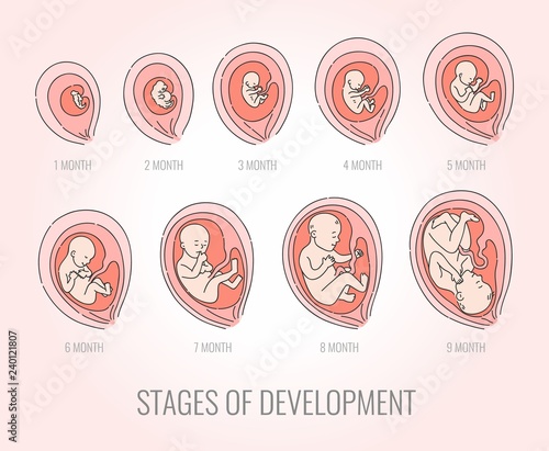Embryo Month Stages Of Development Vector Illustration Set Isolated On