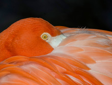 Flamingo Resting Free Stock Photo - Public Domain Pictures