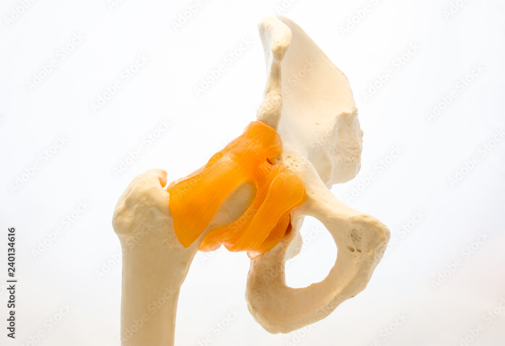 Photo Stock Anatomical model of hip joint with tendons and ligaments ...