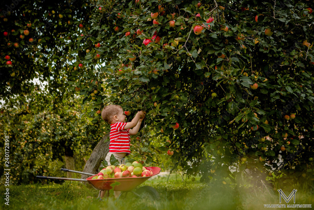 Child picking apples on a farm. Little boy playing in apple tree ...