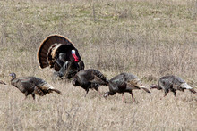 Tom Turkey And Hen In Field Free Stock Photo - Public Domain Pictures