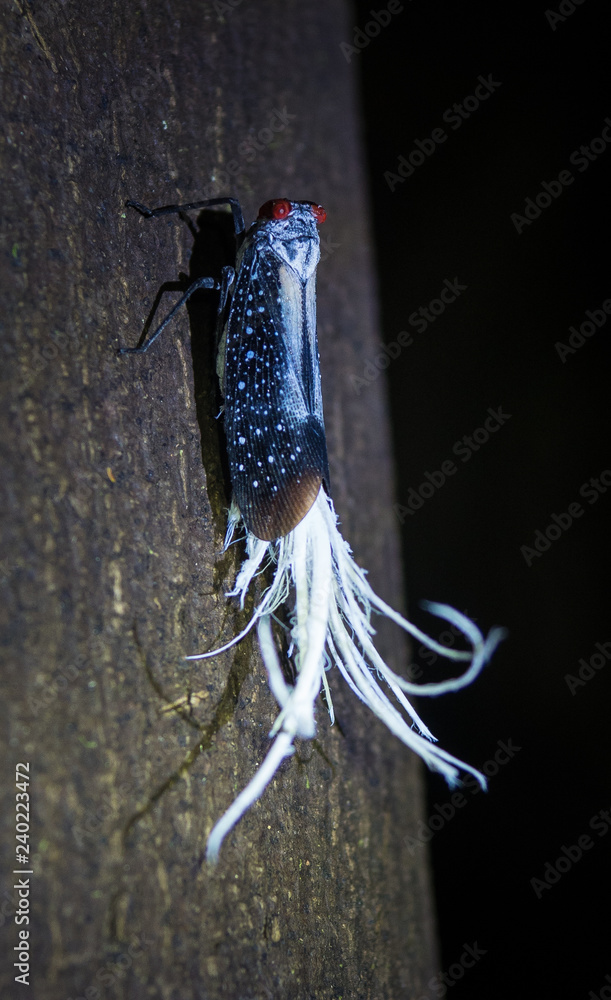 Amazon Rainforest Insect Stock Photo | Adobe Stock