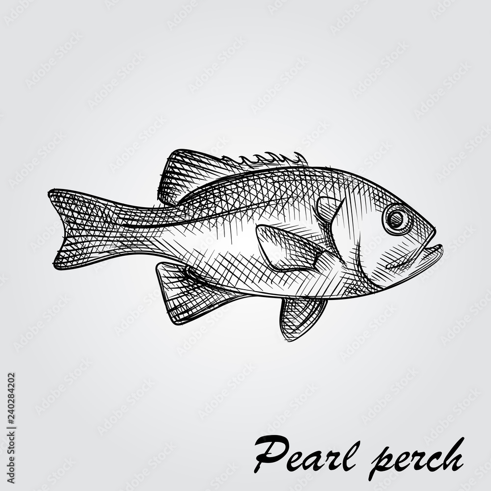 Hand Drawn Pearl perch Sketch Symbol isolated on white background ...