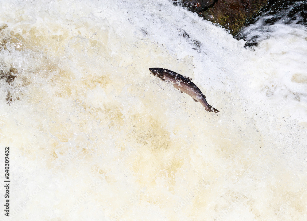 Large Atlantic salmon leaping up the waterfall on their way migration ...