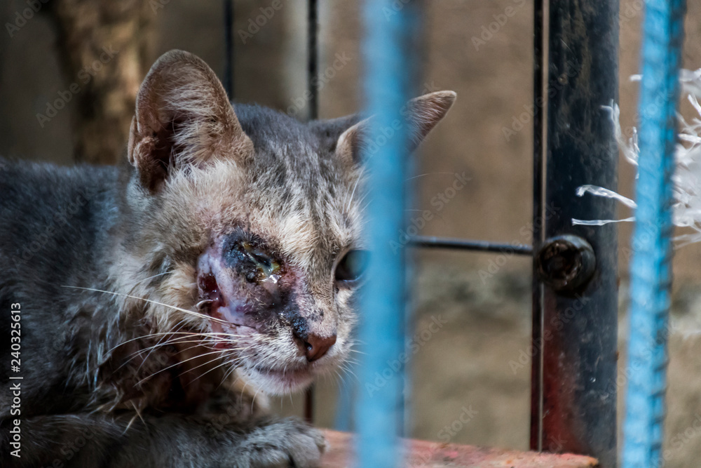 Close up pictures of cats (Felis catus) - Disabled cats, cat bite wounds and blindness. Stock ...