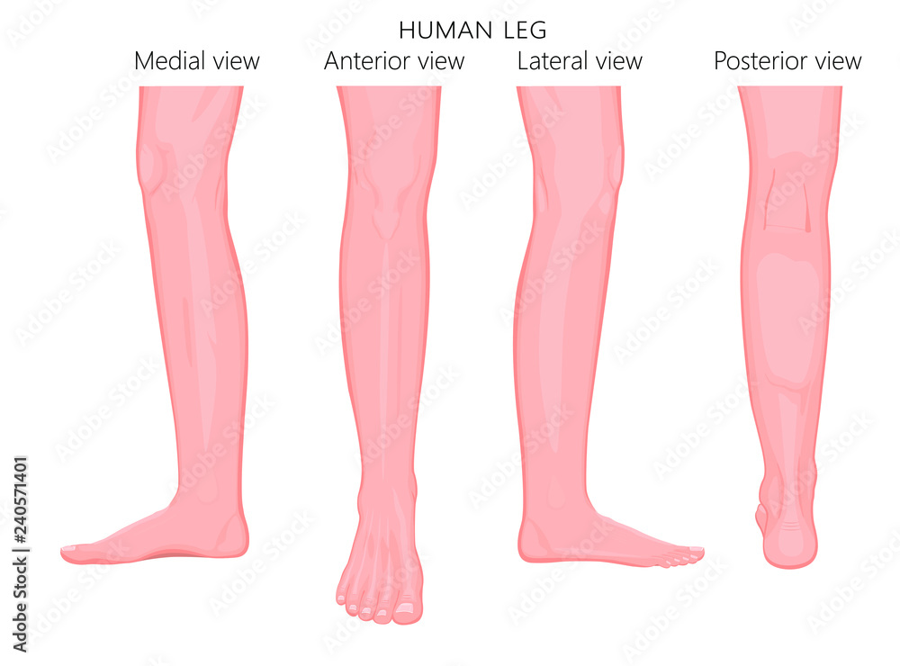 Different views, sides of a human leg (posterior, frontal, anterior ...