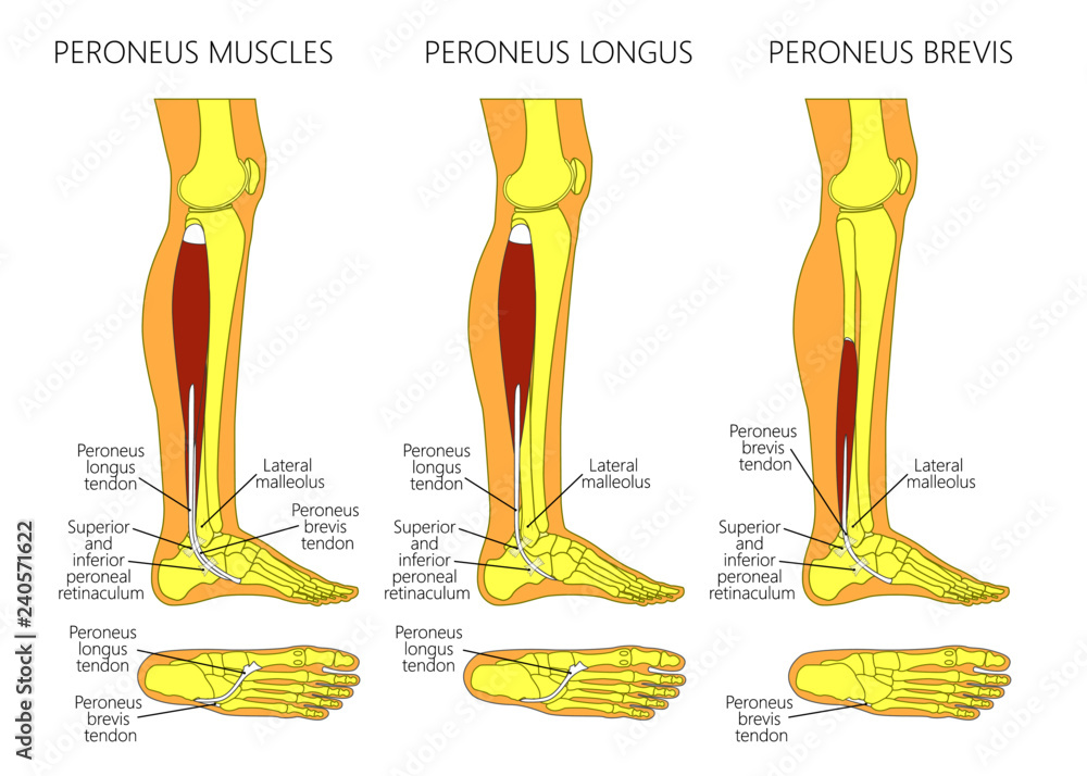 Vector illustration of peroneus longus and peroneus brevis muscle ...
