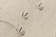 Seagull Tracks In Beach Sand Free Stock Photo - Public Domain Pictures