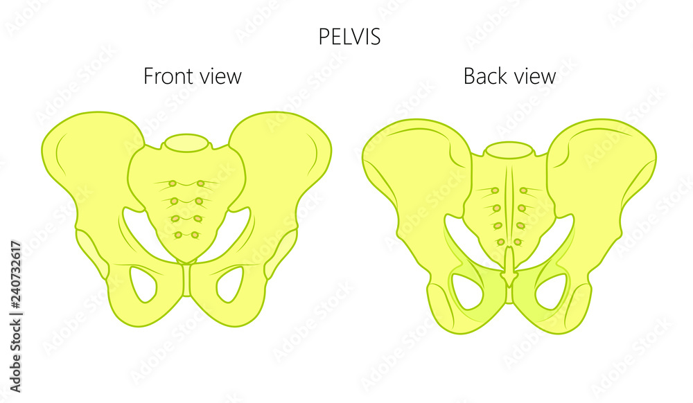 Vector illustration anatomy of a human pelvis. Front and back view of ...