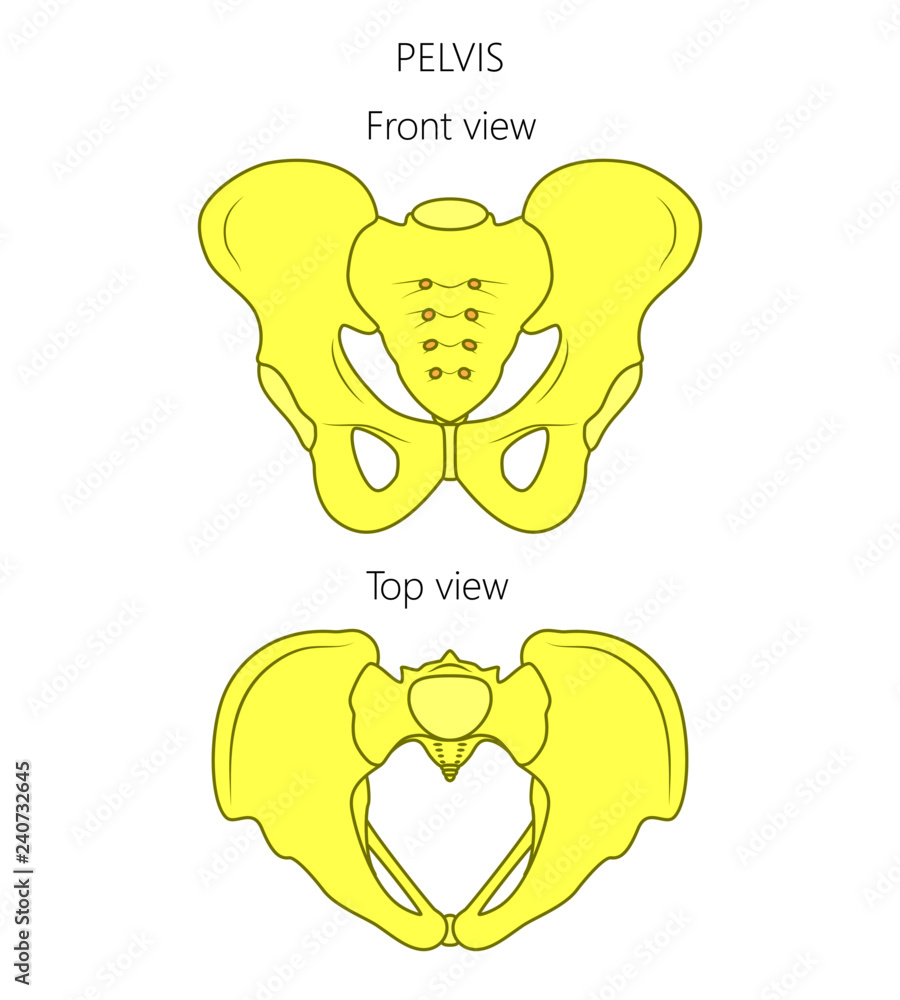 Vector illustration anatomy of a human pelvis. Front and top view of ...