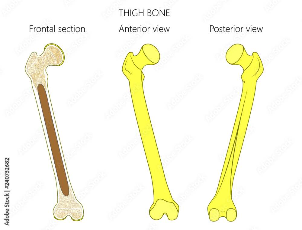 Vector illustration. Anatomy of a thigh bone. Tubular bone and spongy ...