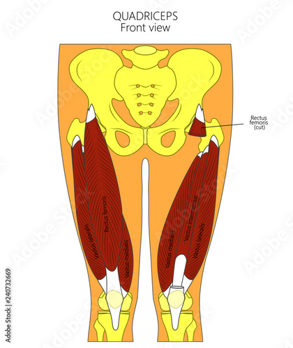 Quadriceps Anatomy