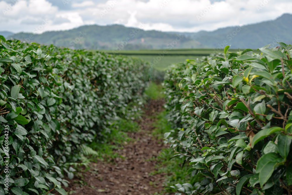 Tea growing farm plantations. First person view from pathway between ...