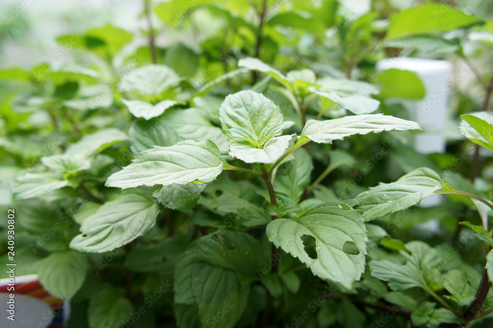 Orthosiphon Stamineus herb or java tee plant with flowers. Used as ...