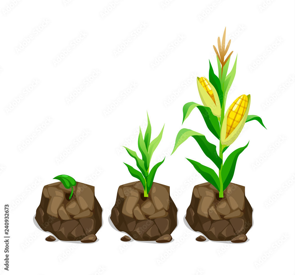 vector illustration of realistic cute corn plant grows in a piece of ...