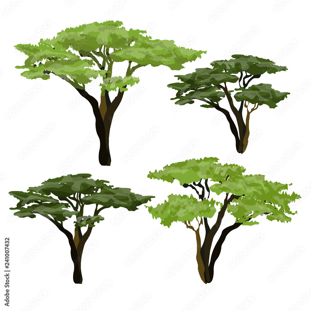 African acacia tree. Plants of Africa. Stock Vector | Adobe Stock