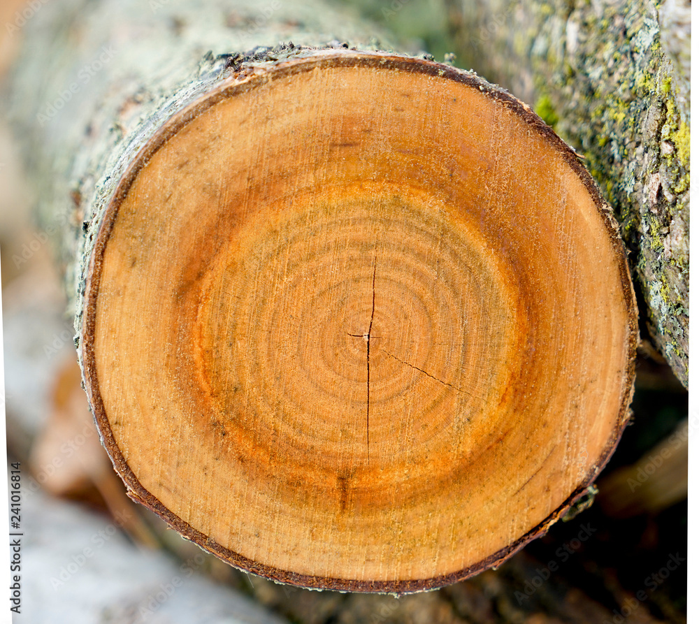 Cut tree trunk outside in nature. Sustainability concept showing ...