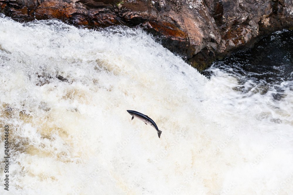 Large Atlantic salmon leaping up the waterfall on their way migration ...