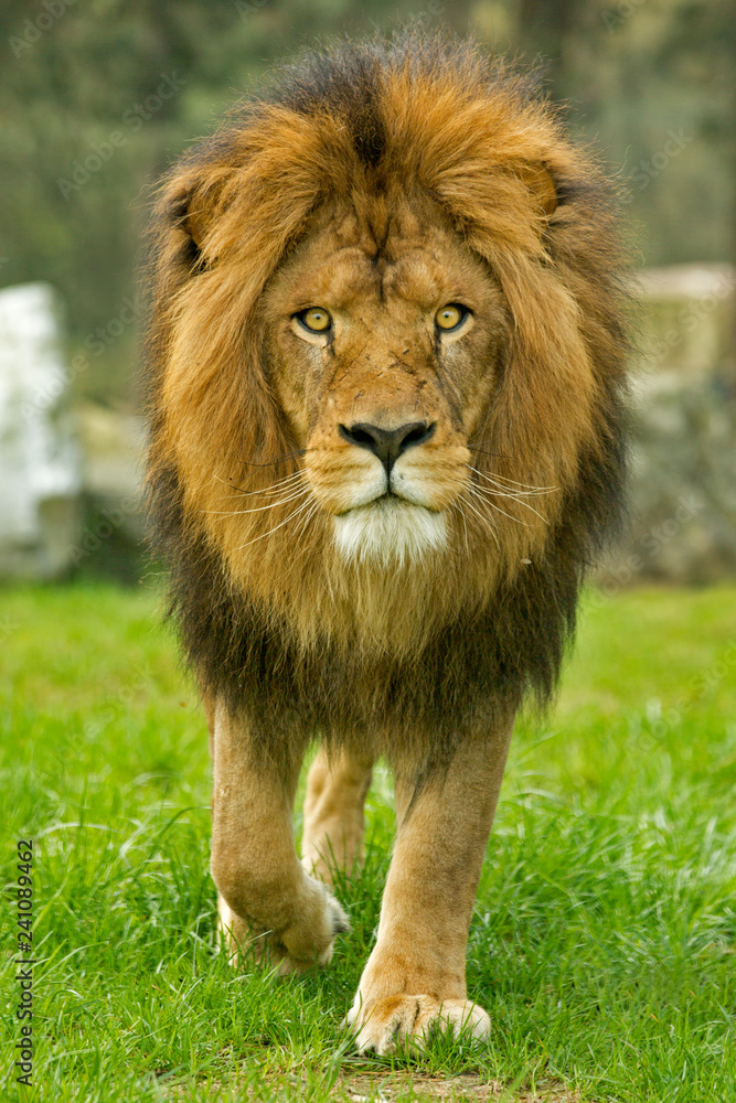 lion facing forward