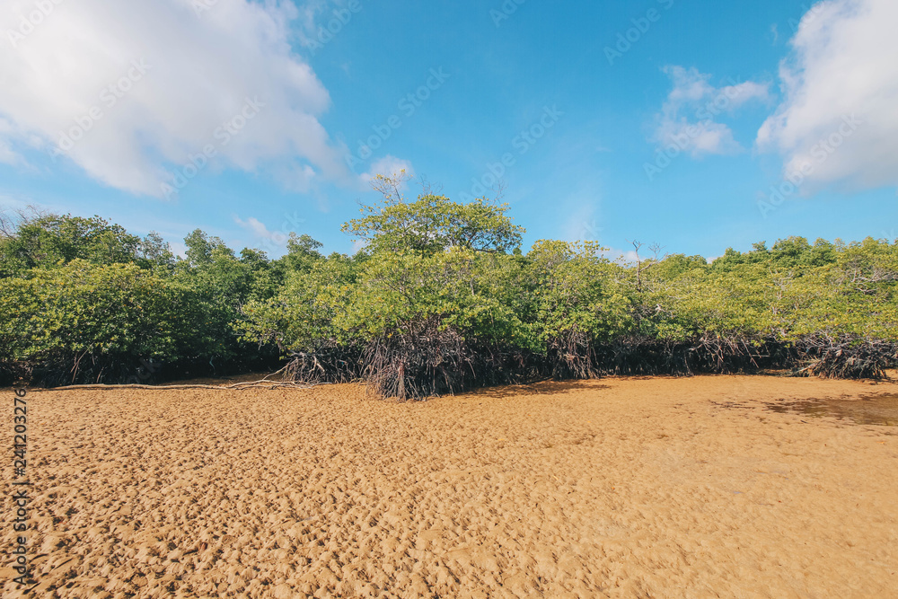 beautiful mangrove forests in Indonesia which are experiencing sea tide ...