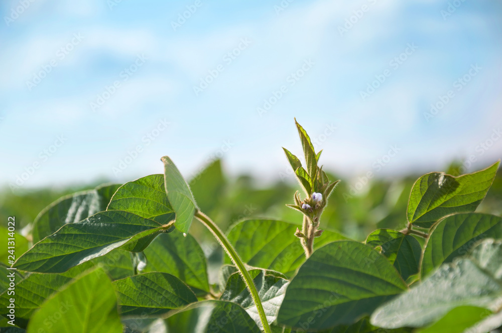 Fotografie The stem of a flowering soy plant stretches to the sun and ...