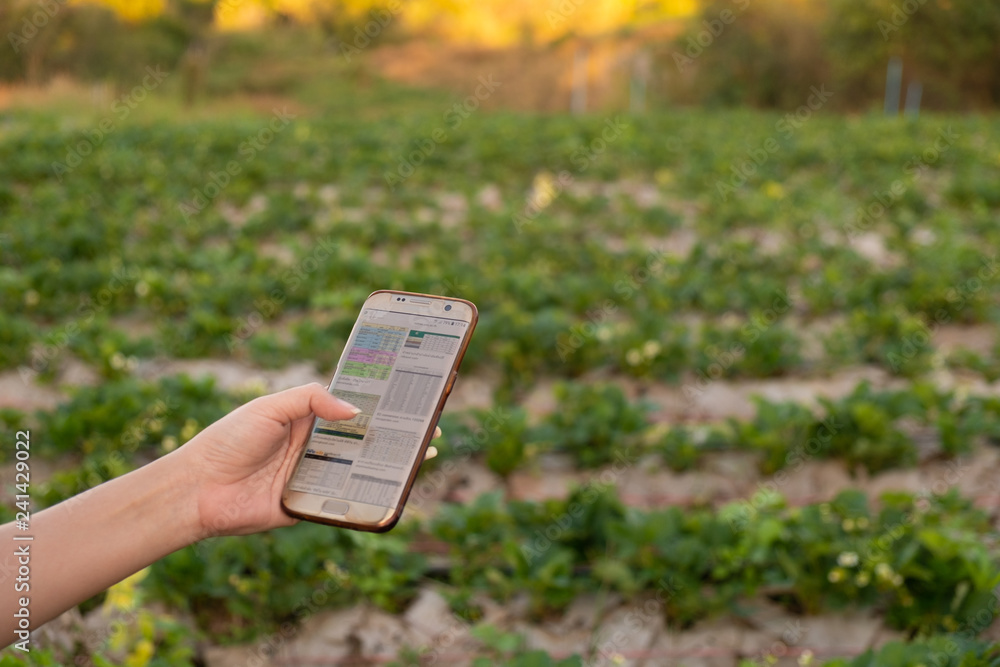 young farmer observing some charts vegetable filed in mobile phone, Eco organic modern smart ...