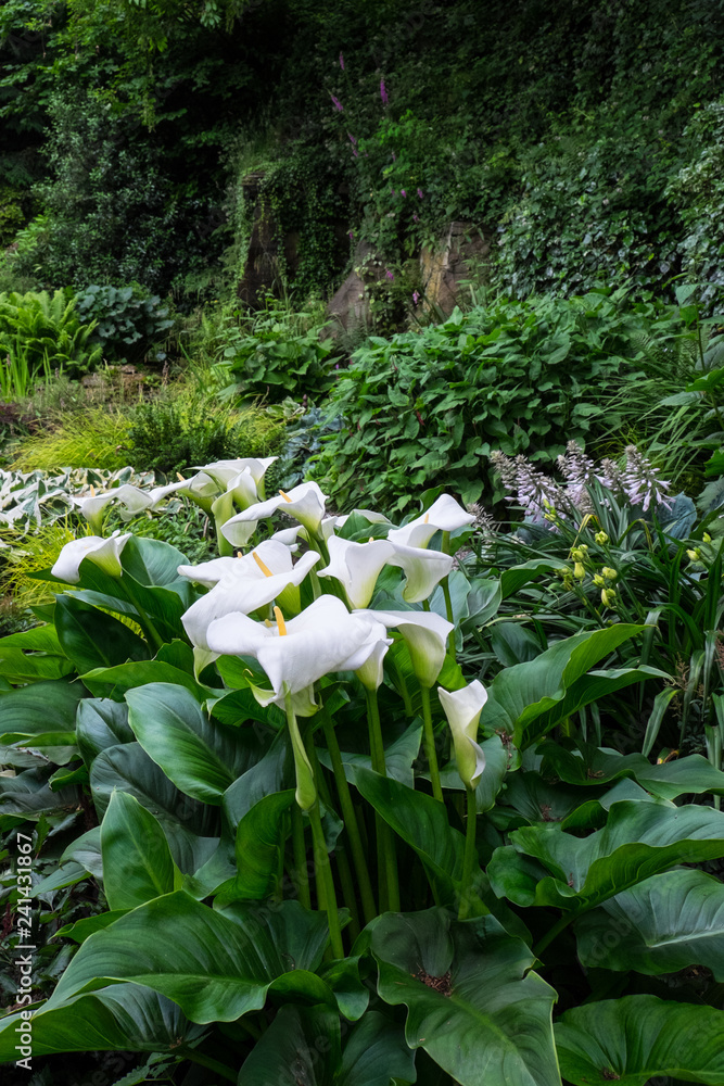 Zantedeschia aethiopica, the beautiful arum lily, also known as calla ...