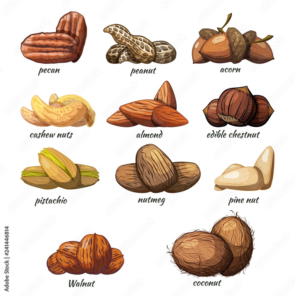 Large set of color images of nuts on a white background Vector ...