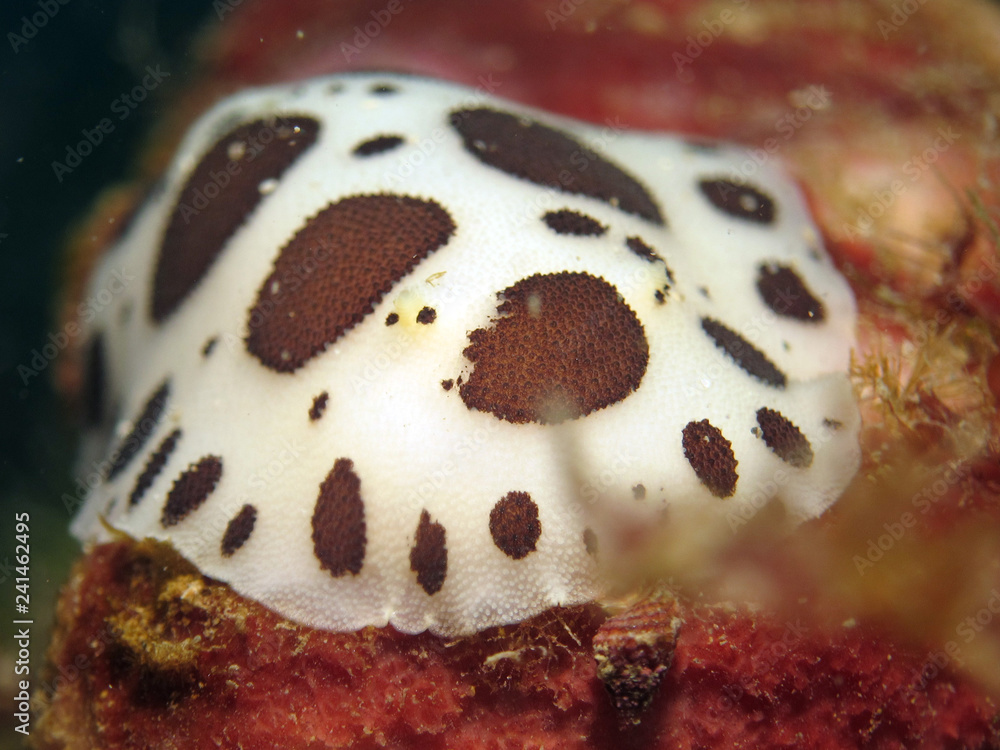 Stock-Foto „Peltodoris atromaculata is a species of sea slug, a dorid ...