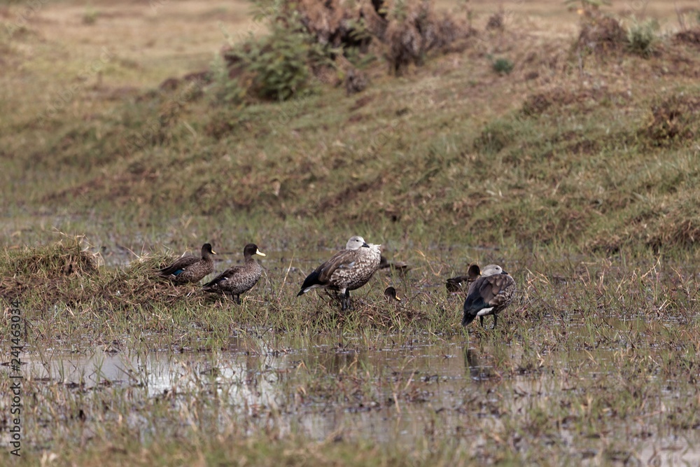Blue winged geese (Cyanochen cyanoptera) and Yellow billed ducks (Anas ...