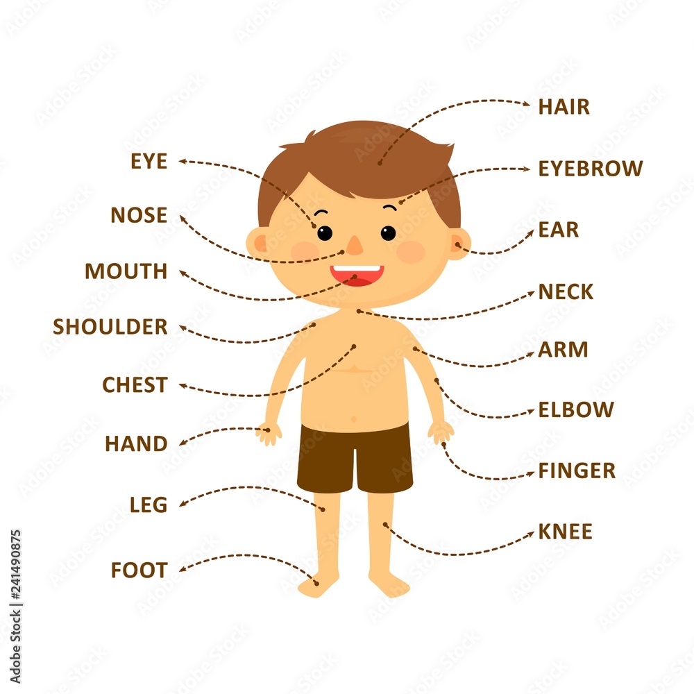Body Parts of Boys Stock Illustration | Adobe Stock