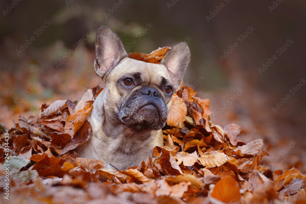 Curious fawn French Bulldog dog girl lying on forest ground covered in ...