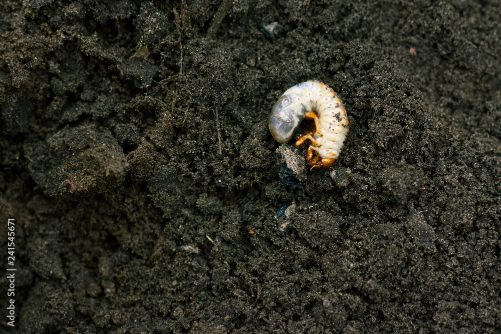 Larva. Vile disgusting maggot. Image of grub worms. Beetle larvae ...