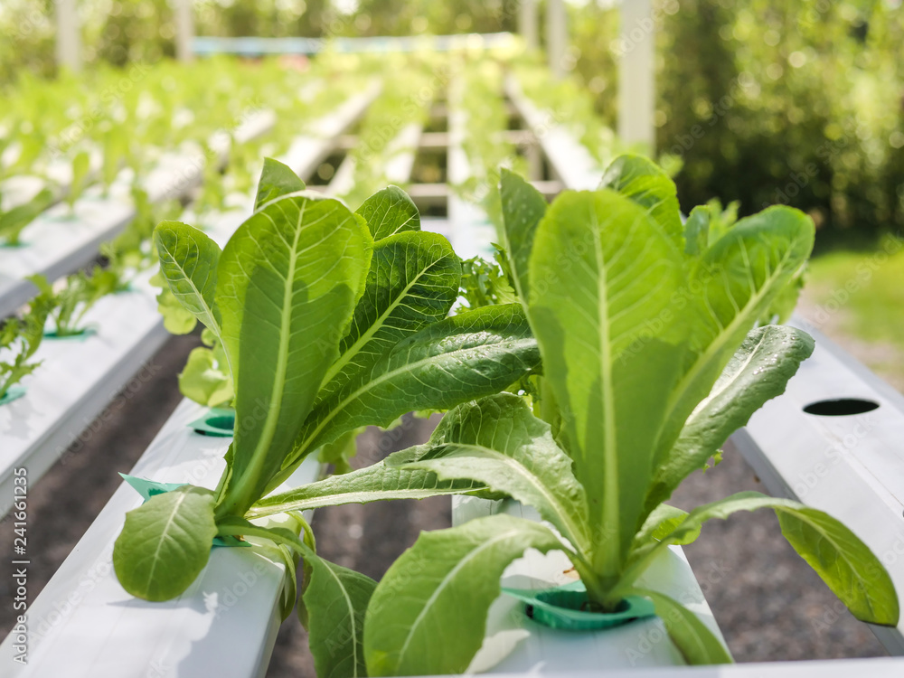Hydroponics system greenhouse and organic vegetables salad in ...