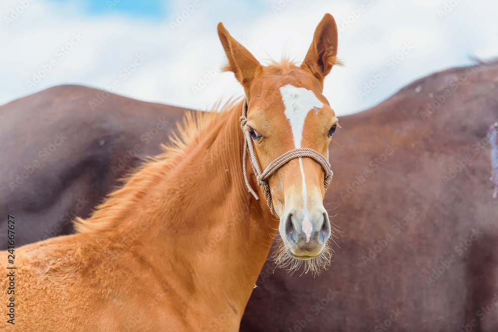 Horses of different breeds. Akhal-Teke breeding horse. Horse with a ...