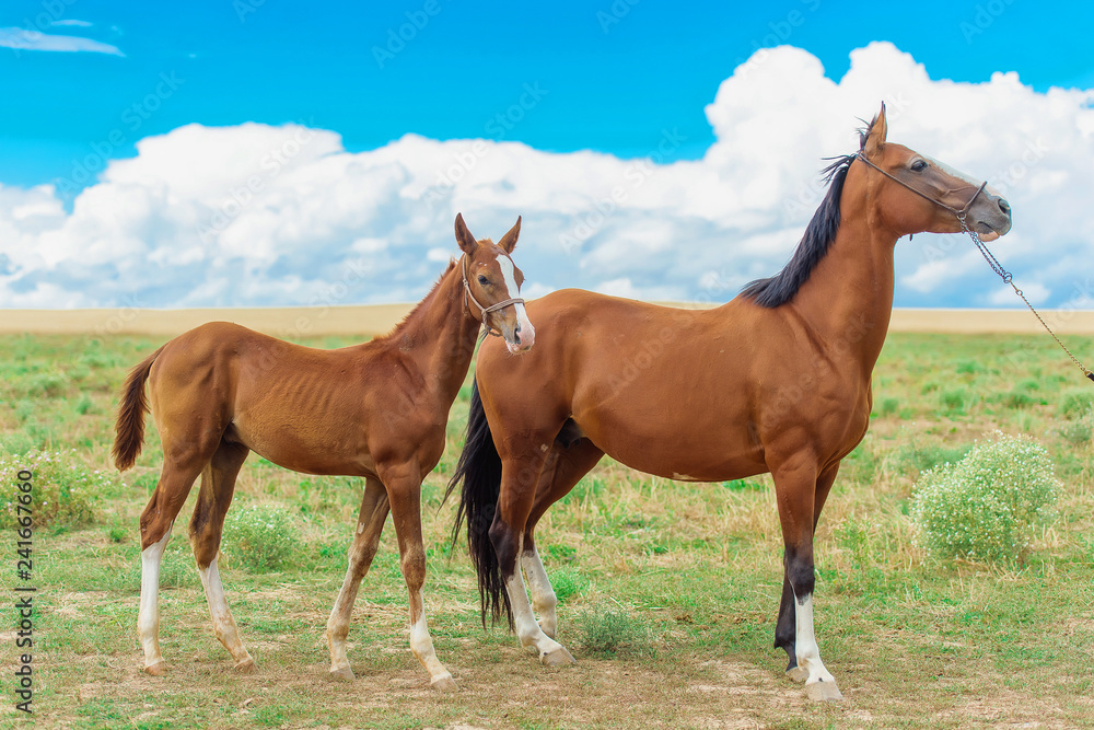 Horses of different breeds. Akhal-Teke breeding horse. Horse with a ...