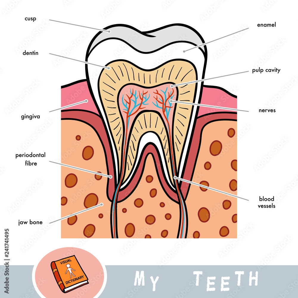 Cartoon visual dictionary for children about teeth. Educational poster ...