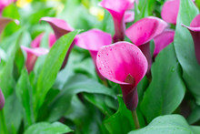 Calla Lily Free Stock Photo - Public Domain Pictures