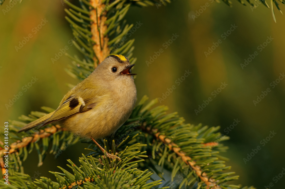 The goldcrest (Regulus regulus) is a very small passerine bird in the ...