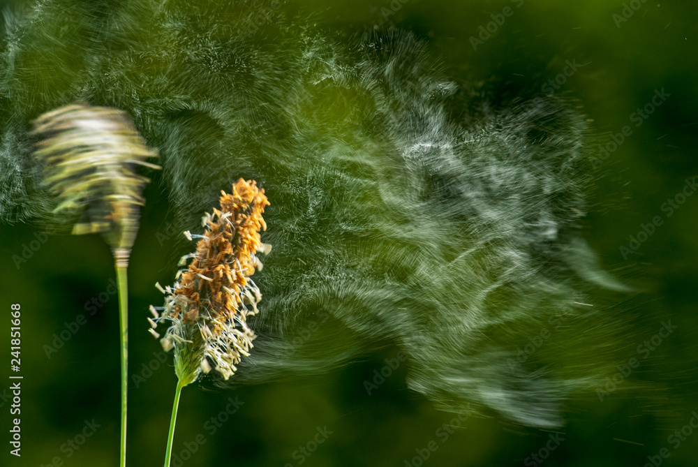 Foto Pollenflug, Grasblüte mit abfliegenden Pollen, Eine Wolke aus ...