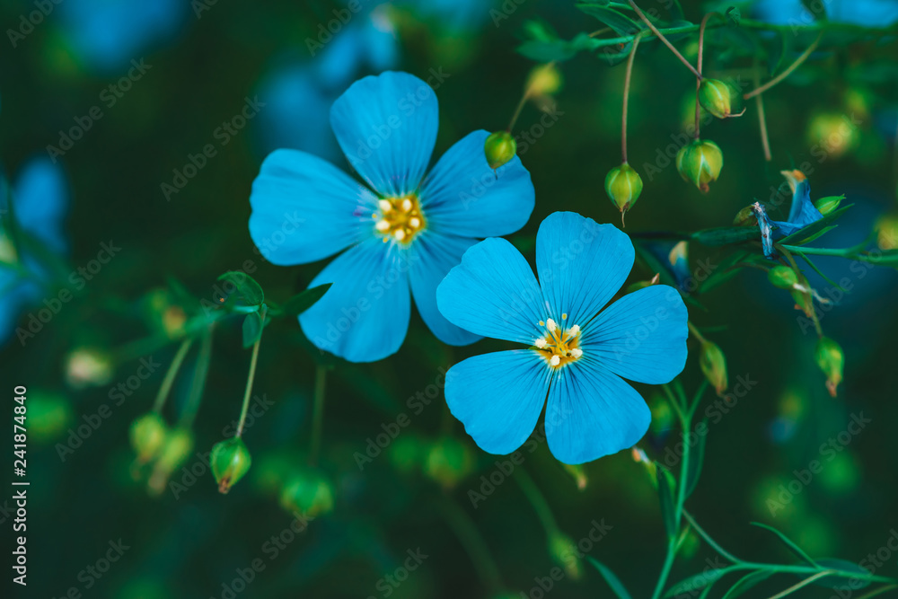 Neon Blue Flowers