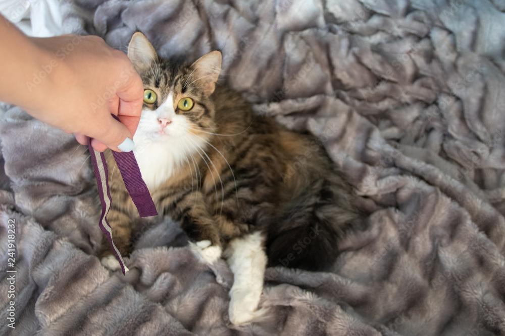 Girl hand playing violet ribbon with fluffy sweet serious tabby cat ...